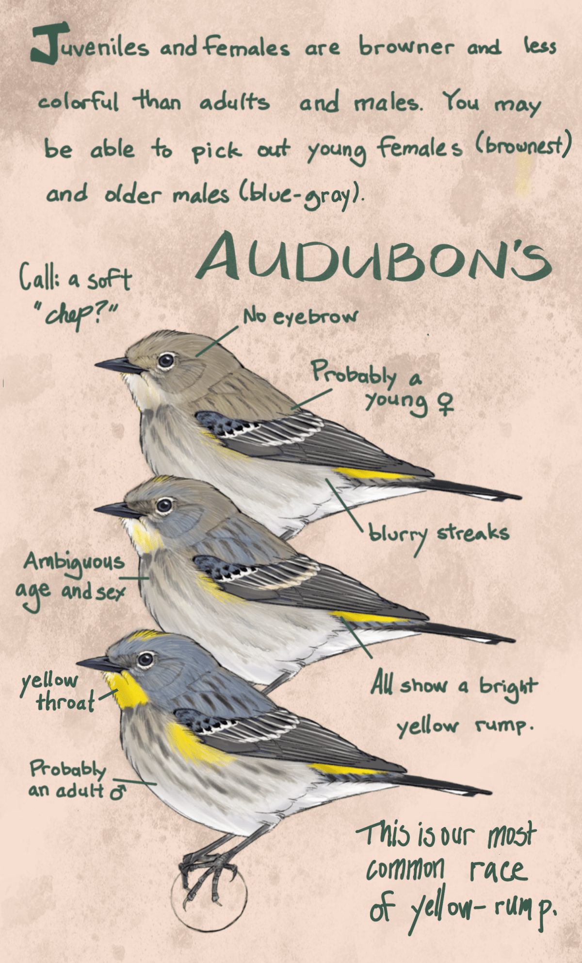 Naturalist's Notebook: The Nuances of Yellow-Rumped Warblers - Bay Nature
