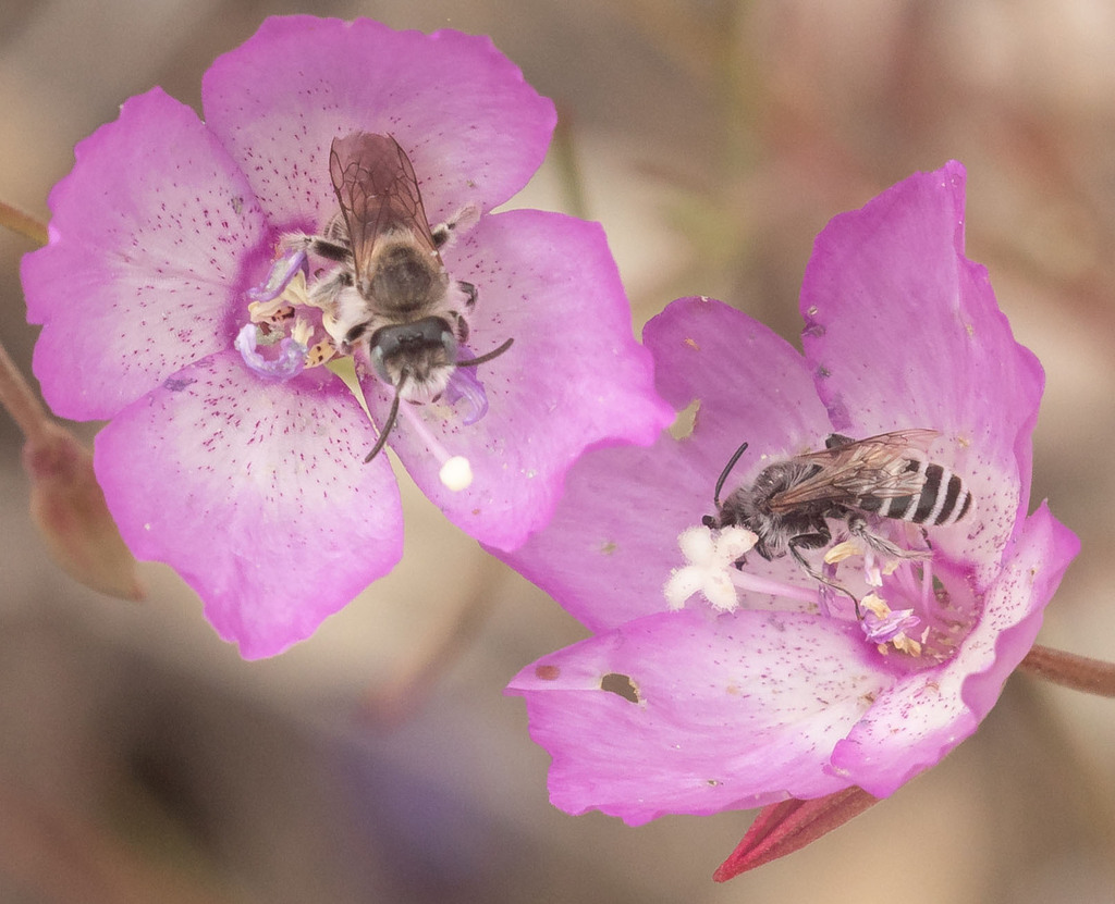 Bees and the Native Plants they Love