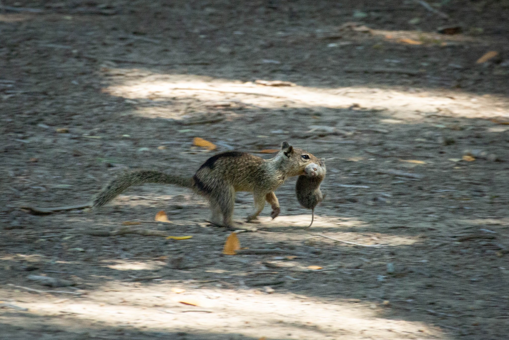 Even Ground Squirrels Got In On the Vole Feast Last Summer - Bay Nature