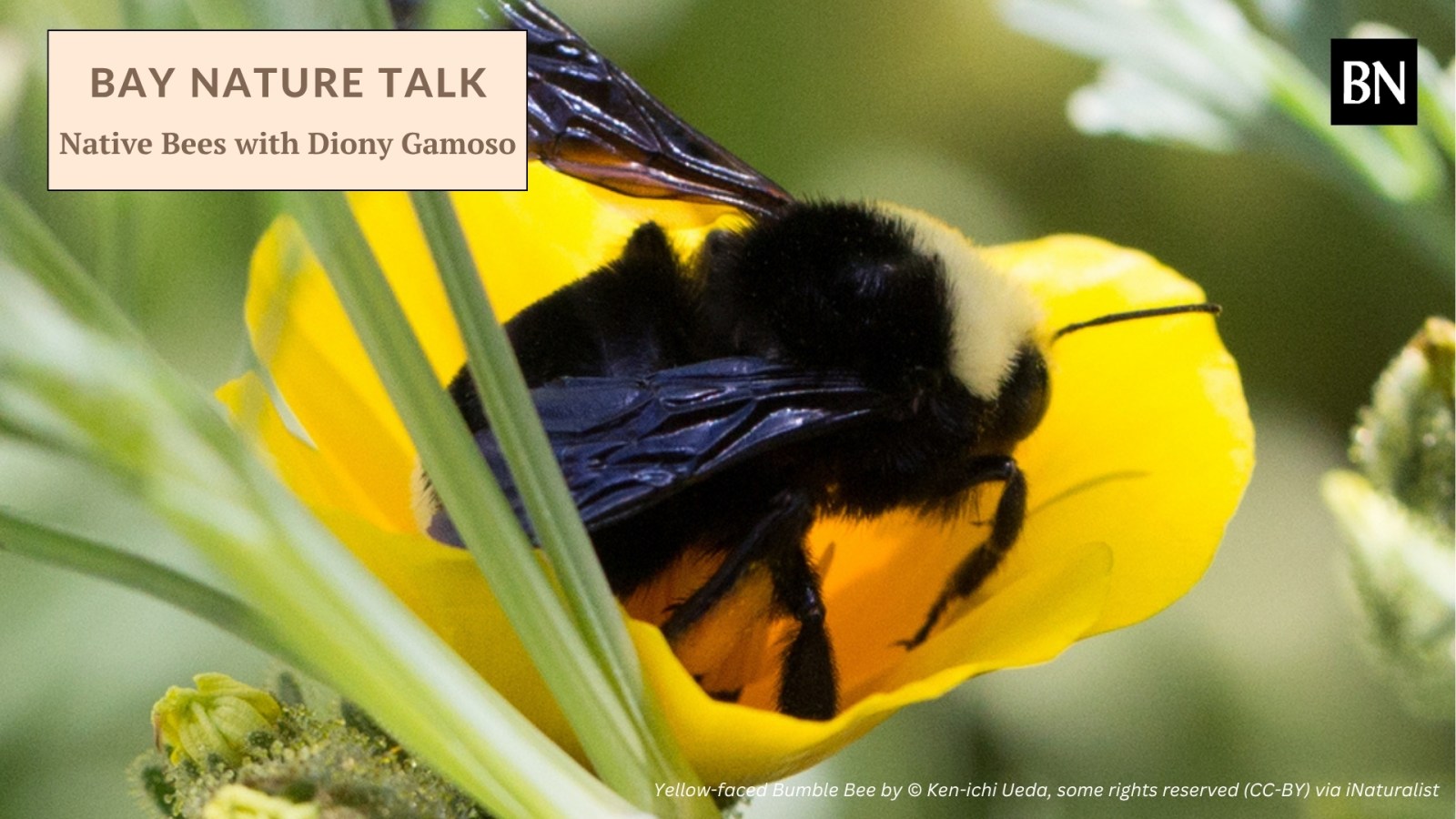 Bay Nature Talks - Conversations, Ideas, and Natural History