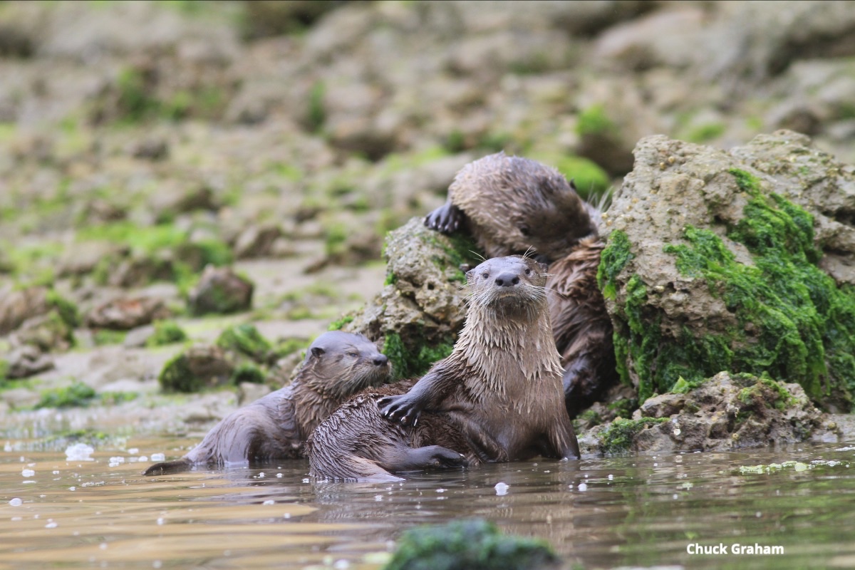 Naturalist-Led Otter Rambles with River Otter Ecology Project