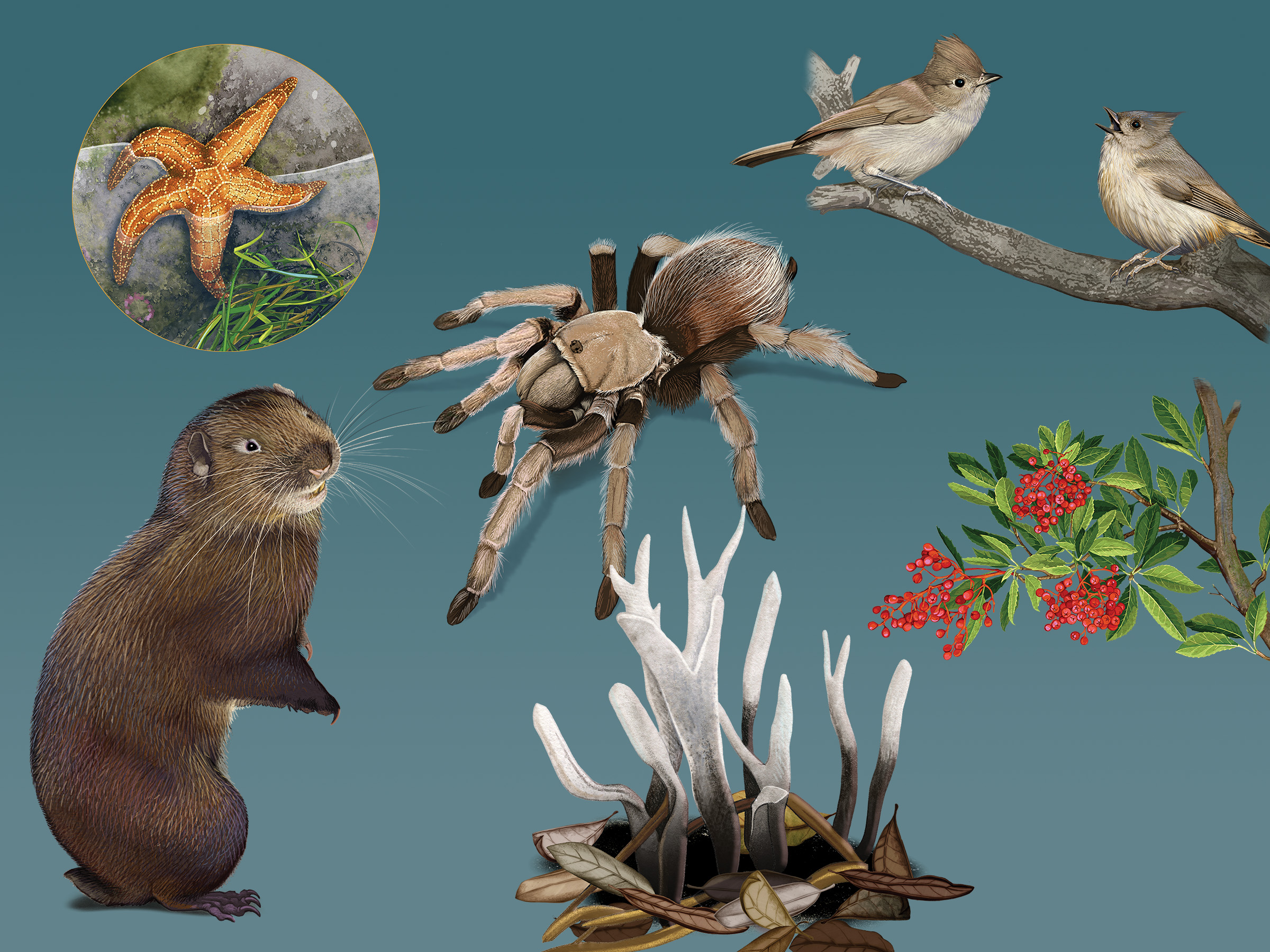 Fall 2025 Almanac: Blond Tarantulas and Beavers - Bay Nature
