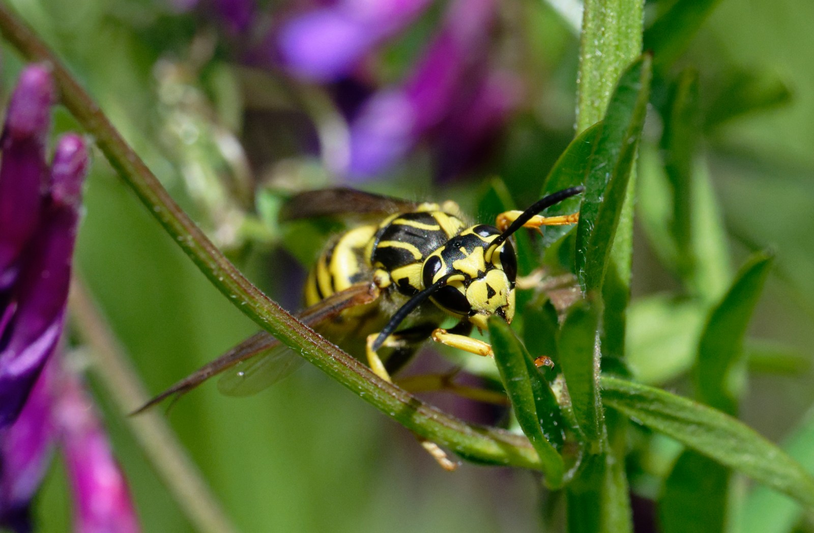Yellowjackets—Bane of the Picnic, Builder of Hidden Kingdoms - Bay Nature
