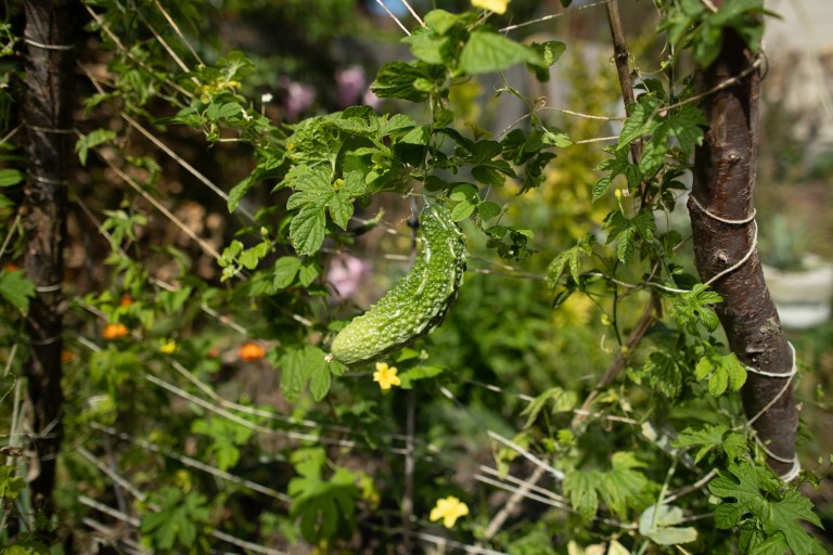 In These Gardens, New Home Lands Grow - Bay Nature