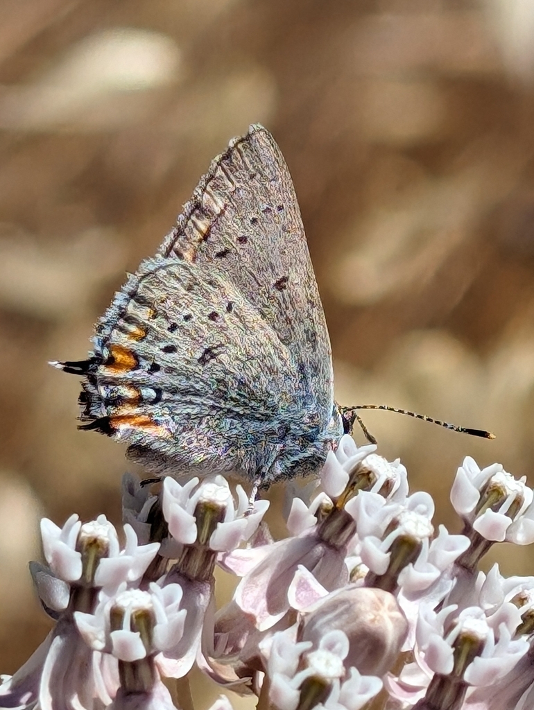 Bay Nature Hike: Mount Diablo Butterflies - Bay Nature