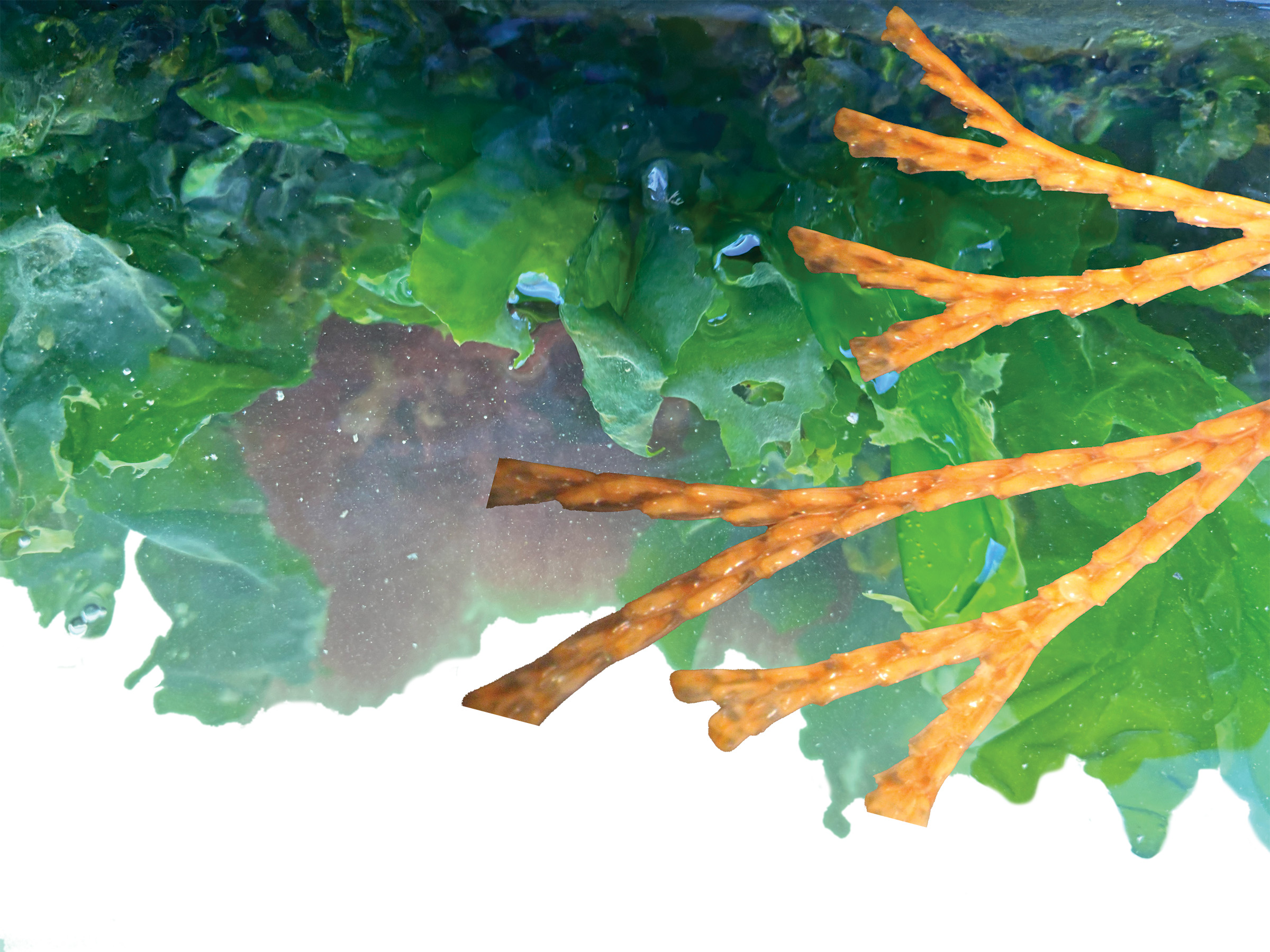 Finding Bugula - Bay Nature