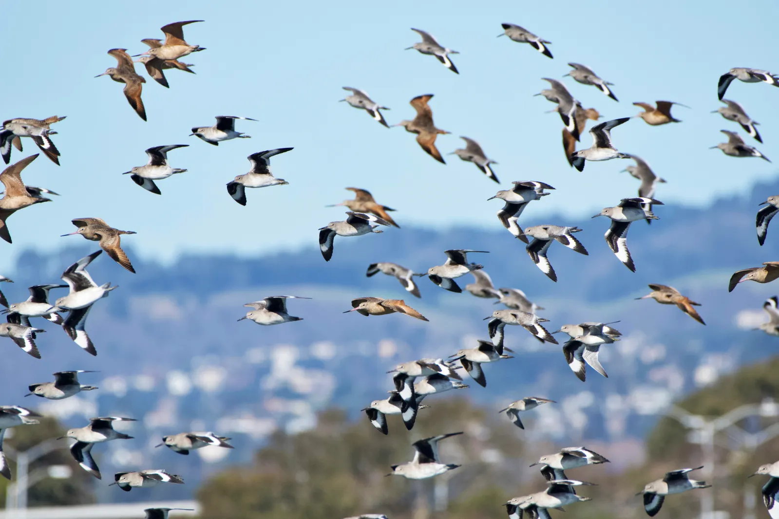 Some Birds in the Bay Are Doing OK