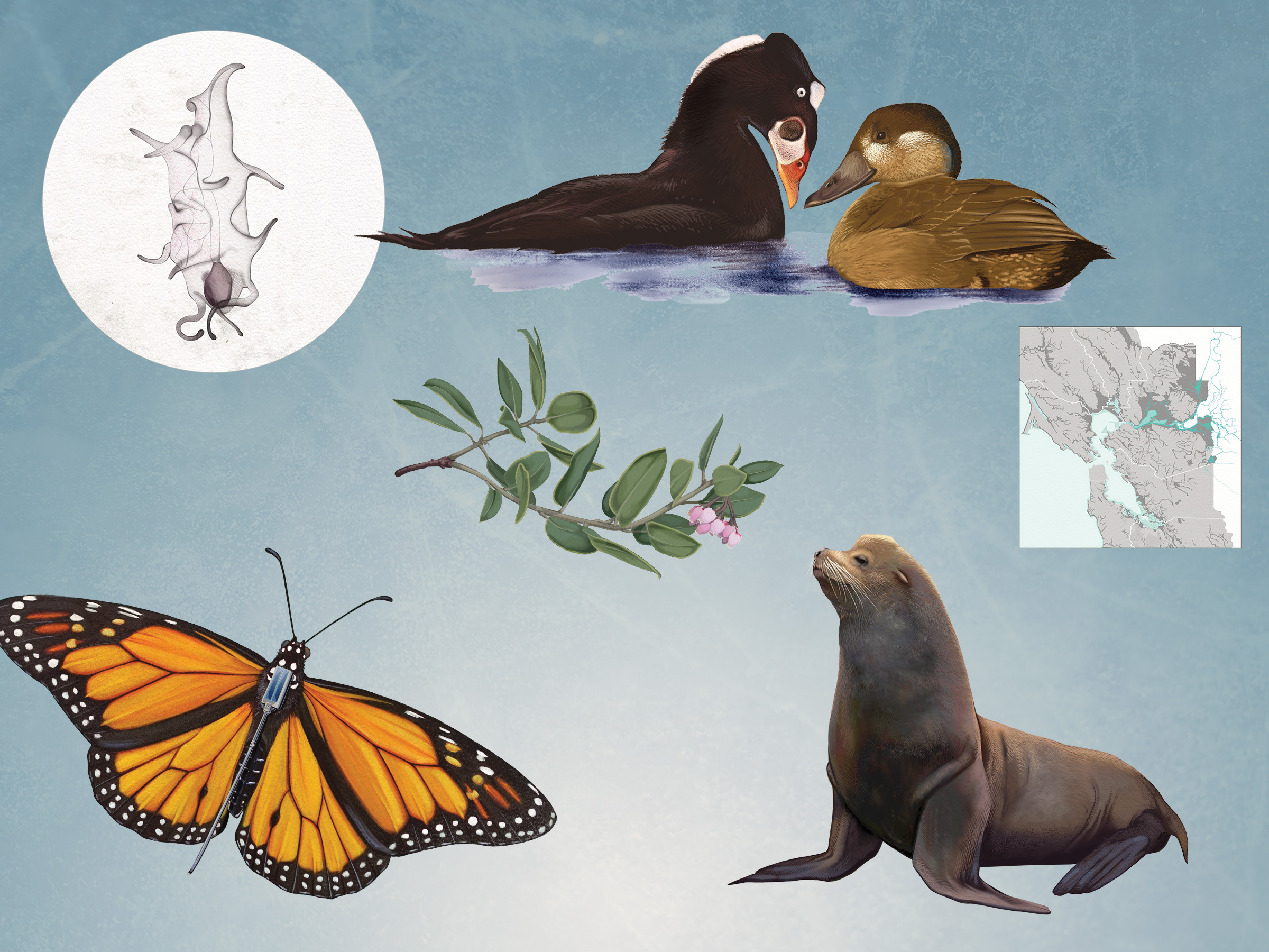 Winter 2026 Almanac: Sea Stars and Scoters - Bay Nature