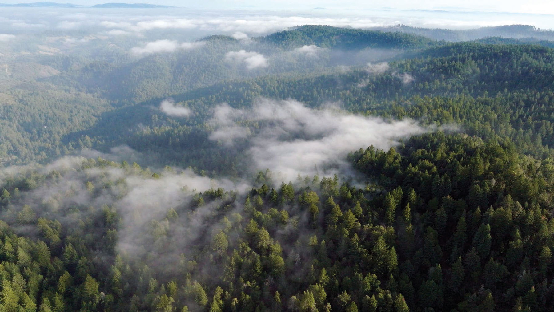 Monte Rio Grows, Connecting Sonoma's Redwood Corridor - Bay Nature
